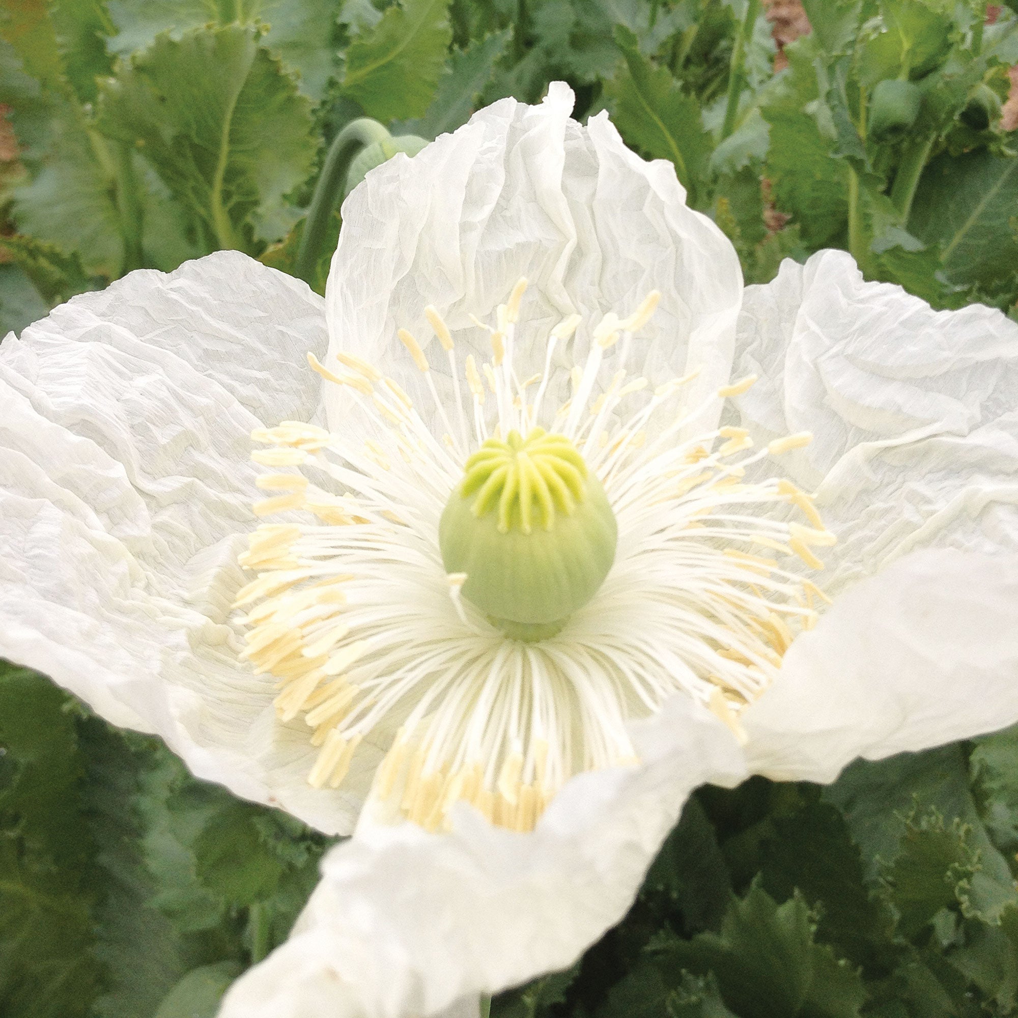 White Poppy