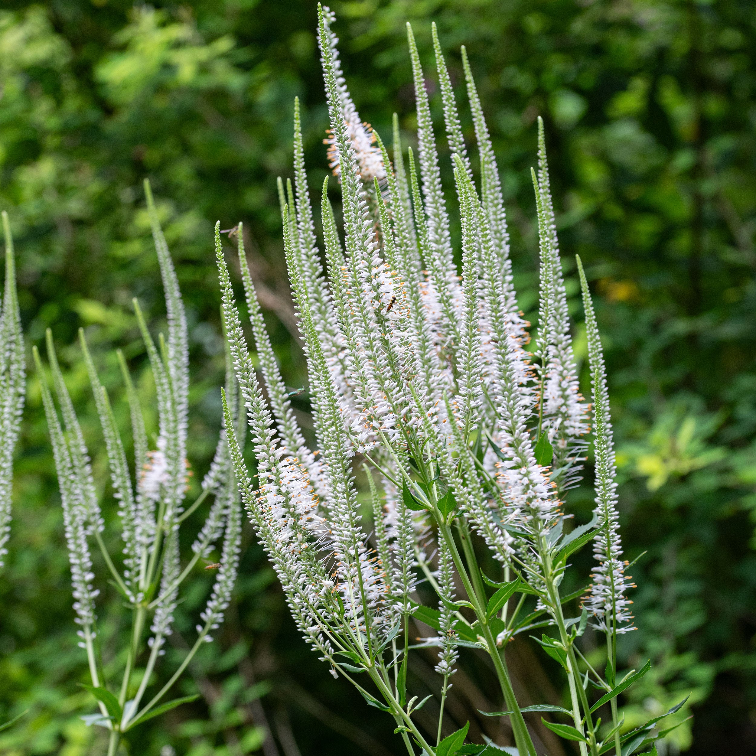 Culvers Root Dramatic, Elegant Culver's Root — Blooms To Bees
