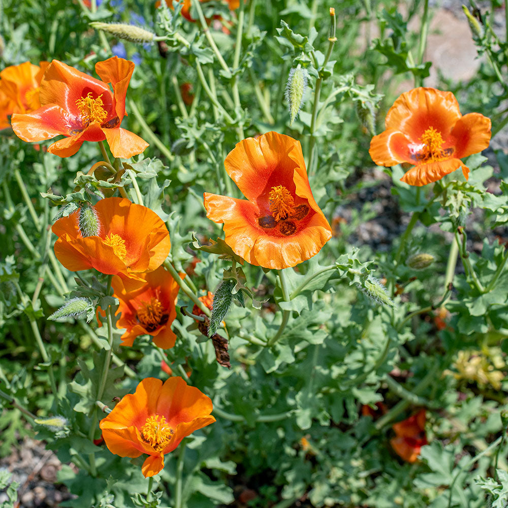 Orange Poppies Poppy, California Orange (Eschscholzia Californica)