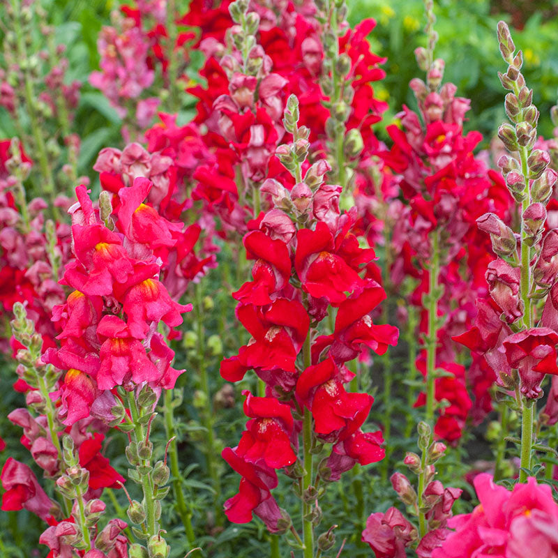 Red Snapdragon