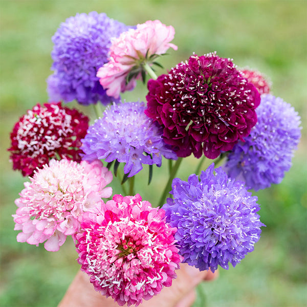 Sweet Scabious Seeds