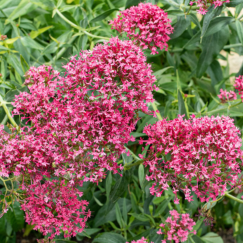 Beard Flowers