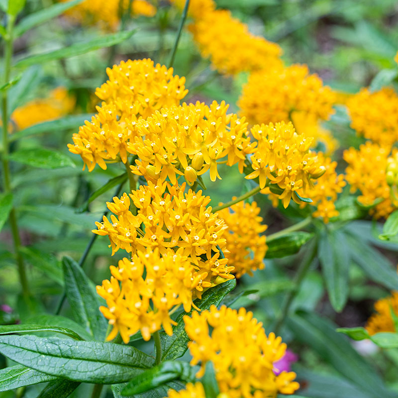 Yellow Milkweed Flower Asclepias Cur. 'Red Butterfly' | Johnson