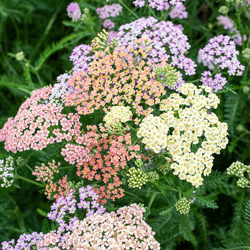 Yarrow Mixed Colors New Vintage™ Red Yarrow | Vibrant Summer Blooms