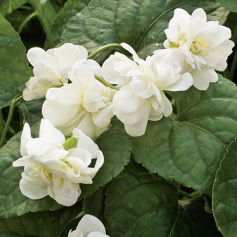 Parma Violet 'Comte de Brazza' plants - Viola odorata