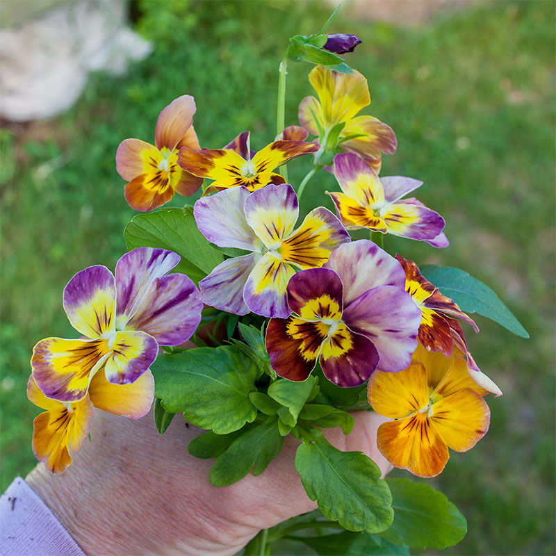 Yellow Viola Flower How To Grow Viola Calcarata | EarthOne